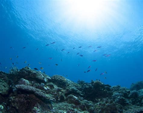 What Is A Sea Lily With Picture