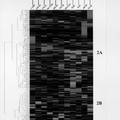 Hierarchical Clustering Of Expression Microarray Data Normalized