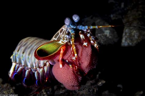 Photographer Of The Week Daniel Nathanson