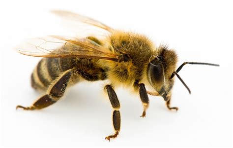 Italian Bee Honey