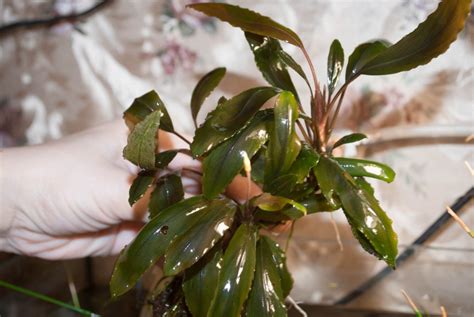 Аукцион Aquaforum Набор Bucephalandr 33 шт