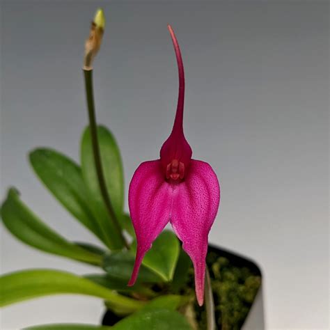 Masdevallia Novelty Miniature Hybrid Orchidweb