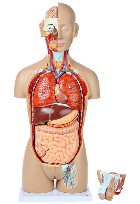 Axis Scientific 27 Part Dual Sex Life Size Torso With Open Back