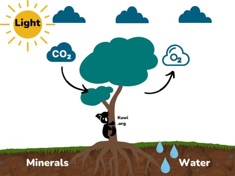 How Much CO2 Does A Tree Absorb Kuwi Org Uk