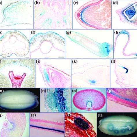 2 Schematic Representation Of Wheat Endosperm Cellularization Process