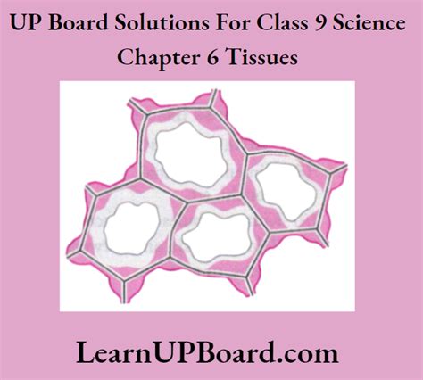 Up Board Solutions For Class 9 Science Chapter 6 Tissues Learn Up Board