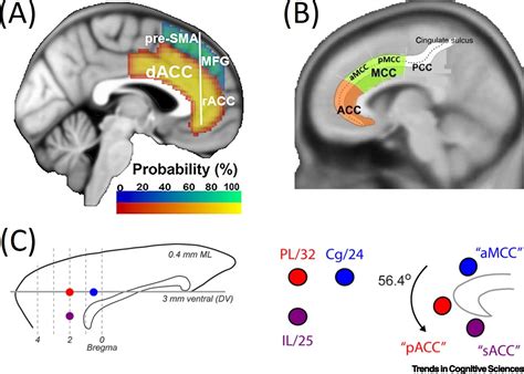 Anterior Cingulate Cortex
