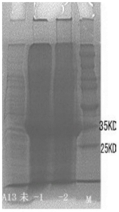 Immunomagnetic Bead Substrate Color Development Test Paper And