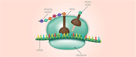 Enhanced Ugt1a1 Gene And Protein Expression In Endometriotic Lesions Endonews