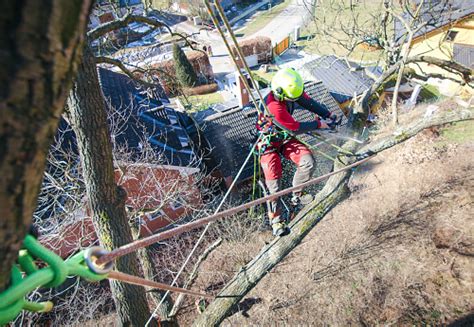 전기 톱으로 가지를 절단하고 땅에 던져 수목원 남자 헬멧을 쓴 작업자가 나무 높이에서 작업합니다 좋은 화창한 날 동안 전기 톱으로 작업 목재 잭 나무와 자연 나무에 대한