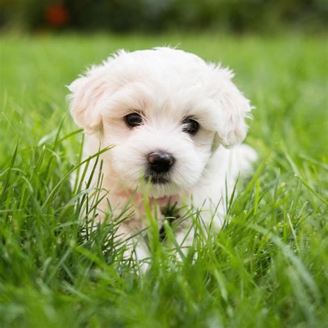 45 Cutest Dog Breeds And What They Look Like As Puppies Yourtango