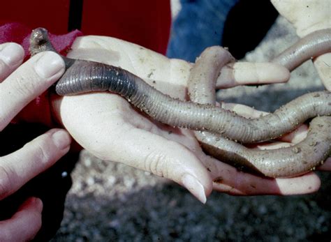 Megascolides Australis Mccoy 1878 Giant Gippsland Earthworm