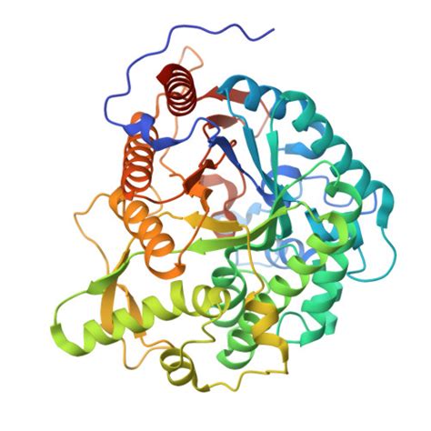 Rcsb Pdb 9jlz High Resolution Crystal Structure Of Gh1 Beta
