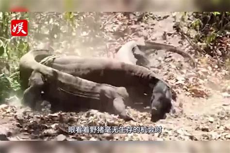 野猪的生命力有多强，被三只巨蜥吃掉半个身体，竟然还能逃跑了！