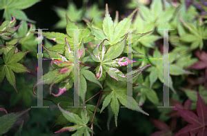 Horticopia® Acer Palmatum Karasu Gawa Japanese Maple