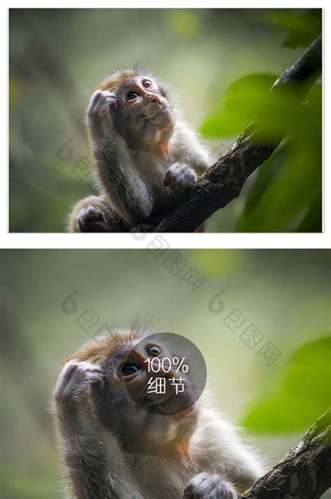 抓耳挠腮的野猴子图片 包图网