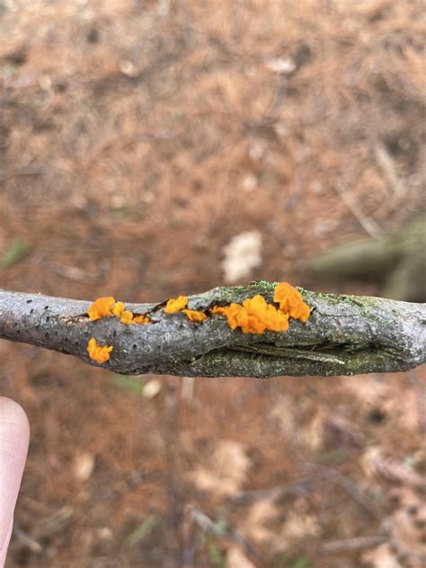 I Found Some Weird Orange Fungi On A Stick While I Was Outside Today