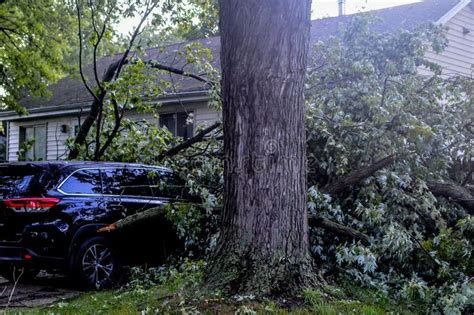 Tree Fell On Car