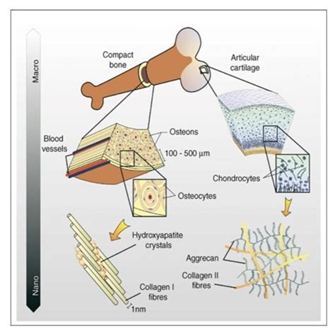 Hierarchical Structure Of Bone Represented By Different Levels Of