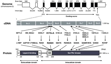 Schematic Representation Of The Relationship Between The Activin A