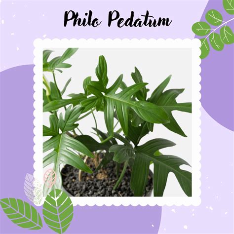 Jual Tanaman Hias Philo Tanaman Koleksi Philodendron Pedatum Philo