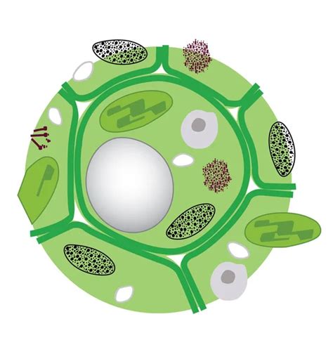 Cellulose Biomassa Vector Art Stock Images Depositphotos