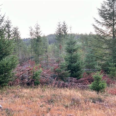 Silver Stem Staton Forestry