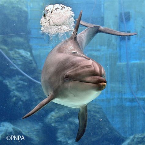 Yu Pnpa Captive Cetaceans Wiki Fandom Yu Pnpa Captive Cetaceans Wiki Fandom