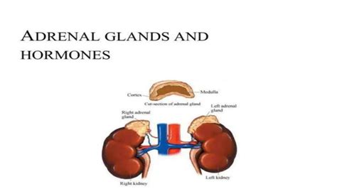 Adrenocortical Hormones Presentation Pptx