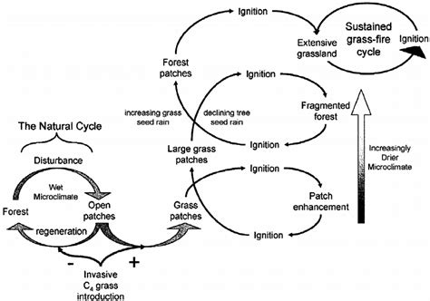 Grass Fire Cycles And Forest Replacement By Invasive C 4 Grasses