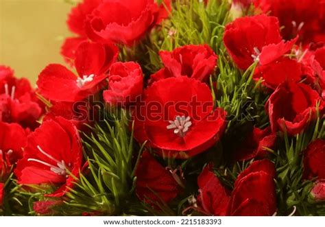 적색 꽃 일러스트레이터 132778개가 넘는 로열티 프리 라이선스 대상 스톡 사진 Shutterstock