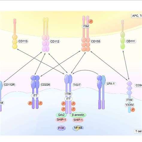 Tim 3 Ligands Include Galectin 9 Hmgb1 Ceacam 1 And Ptdser Ligand Download Scientific