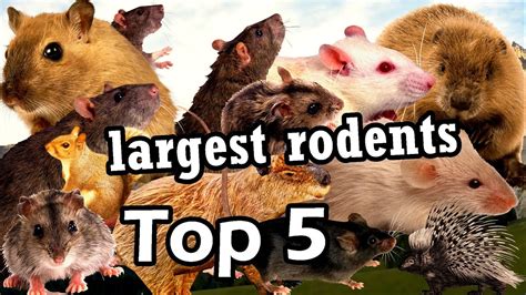 Name Of Largest Rodent At James Kornweibel Blog