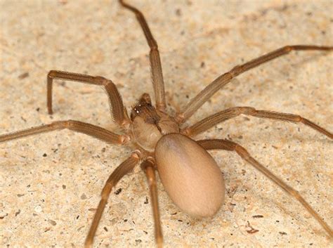 Brown Recluse Spider Pest Identification And Treatment Guide