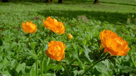 بک گراند گل های نارنجی