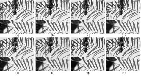 Visual Comparison Of Image Deblocking For Leaves In The Case Of Qf