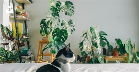 하얀 침대에 흑인과 백인 고양이 사진 Unsplash의 무료 가구 이미지