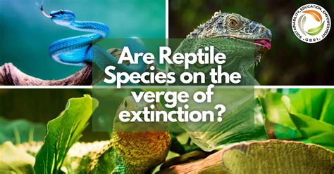 The Worlds Reptile Species Are On The Verge Of Extinction Gbri Online