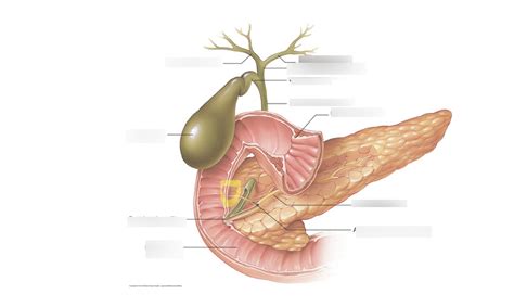 Anatomy Diagram Quizlet