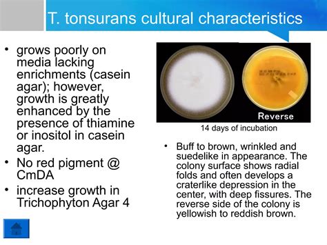 Trichophyton And Epidermophyton Ppt