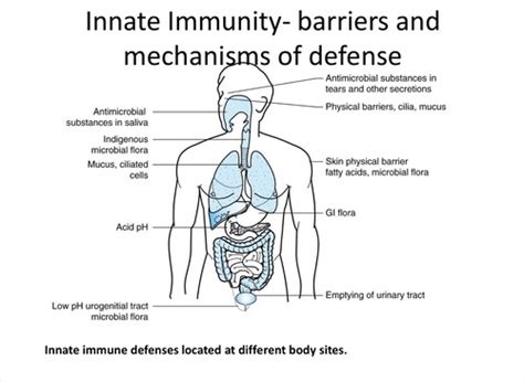 Function Innate And Adaptive Immunity 3019 Flashcards Quizlet