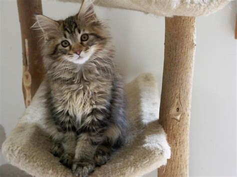 【喵星百科】挪威森林猫 搜狐大视野 搜狐新闻