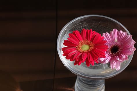 배경 화면 담홍색 빨간 데이지 거베라 4672x3104 683733 배경 화면 Wallhere