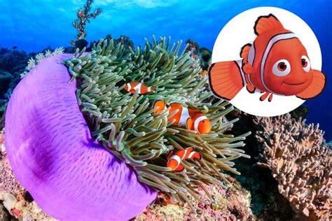 Nemo Coral Reef Bad News For Nemo Species Cant Adapt To Rapid