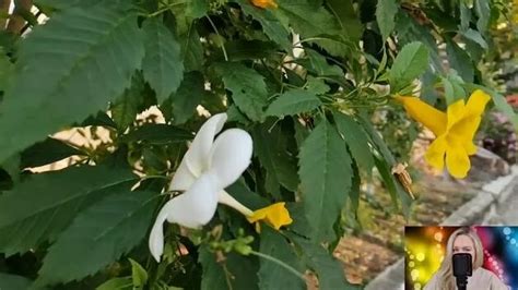 Не предупредив жену муж срочно приехал на дачу Но заглянув в окно Игорь застыл от увиденного