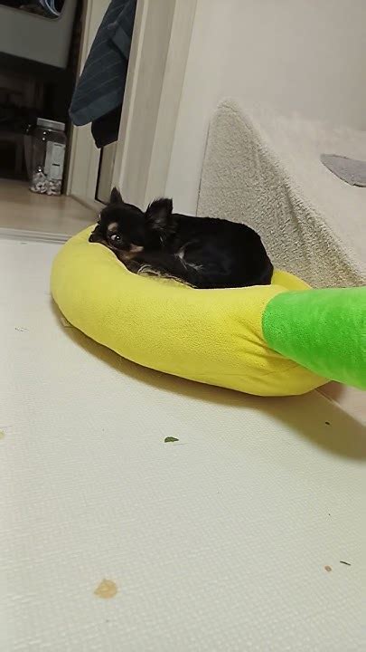 씩씩한 내새꾸 잘 이겨내구 있네요 Youtube