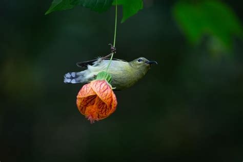 Bird Wildlife Avian Free Photo On Pixabay Pixabay