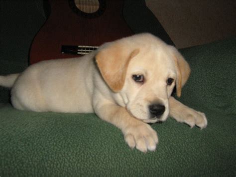 ლაბრადორი