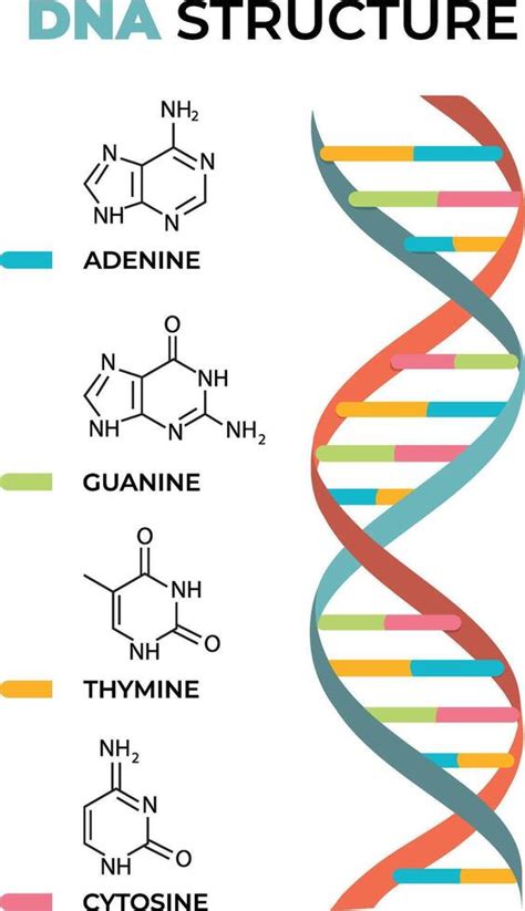Methylation Vector Art Icons And Graphics For Free Download