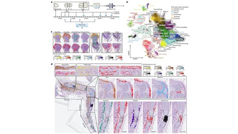 Scientists Publish Cellular Spatio Temporal Map Of Human Limb Growth Cgtn